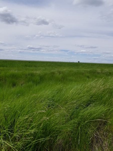 Flood Irrigated Hay Ground Saco Montana For Sale