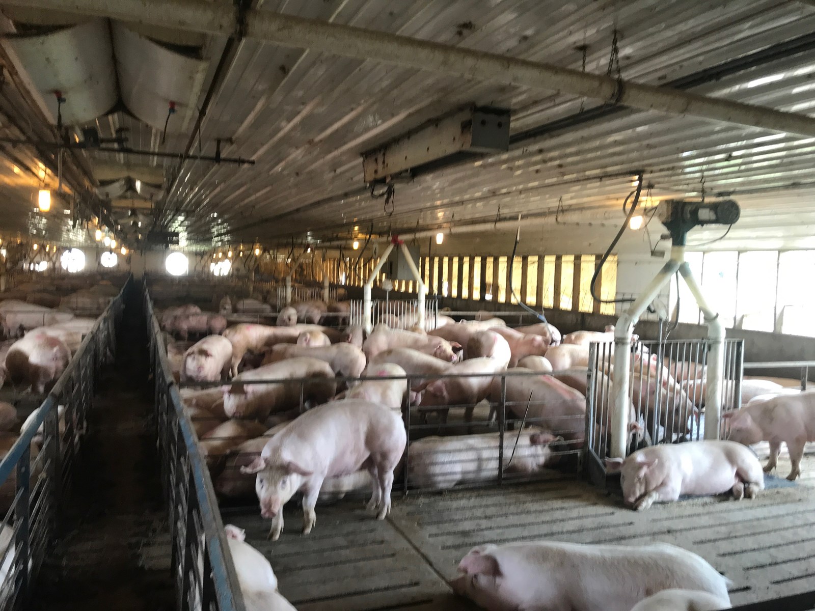 Hog Farm - Finishing Facility